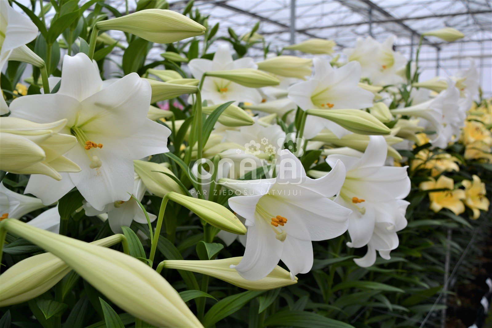 Lilium LF White Heaven | Sīpolpuķes | Onava.lv