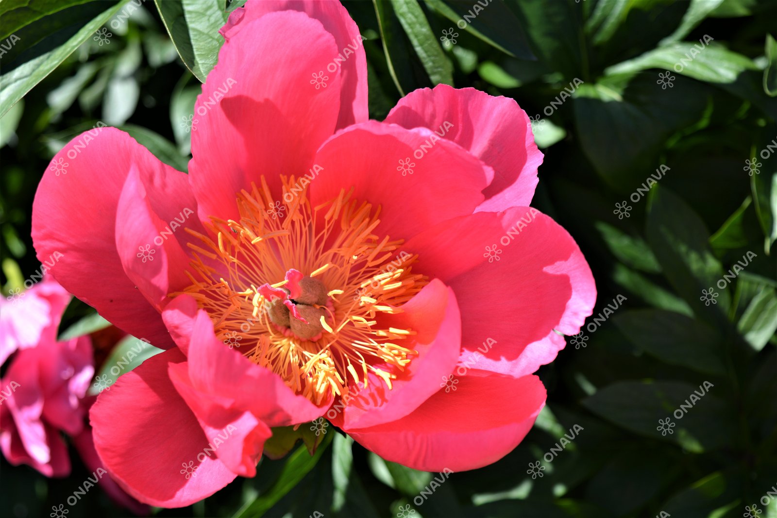 Paeonia hybride Paula Fay 3/5 | Sīpolpuķes | Onava.lv