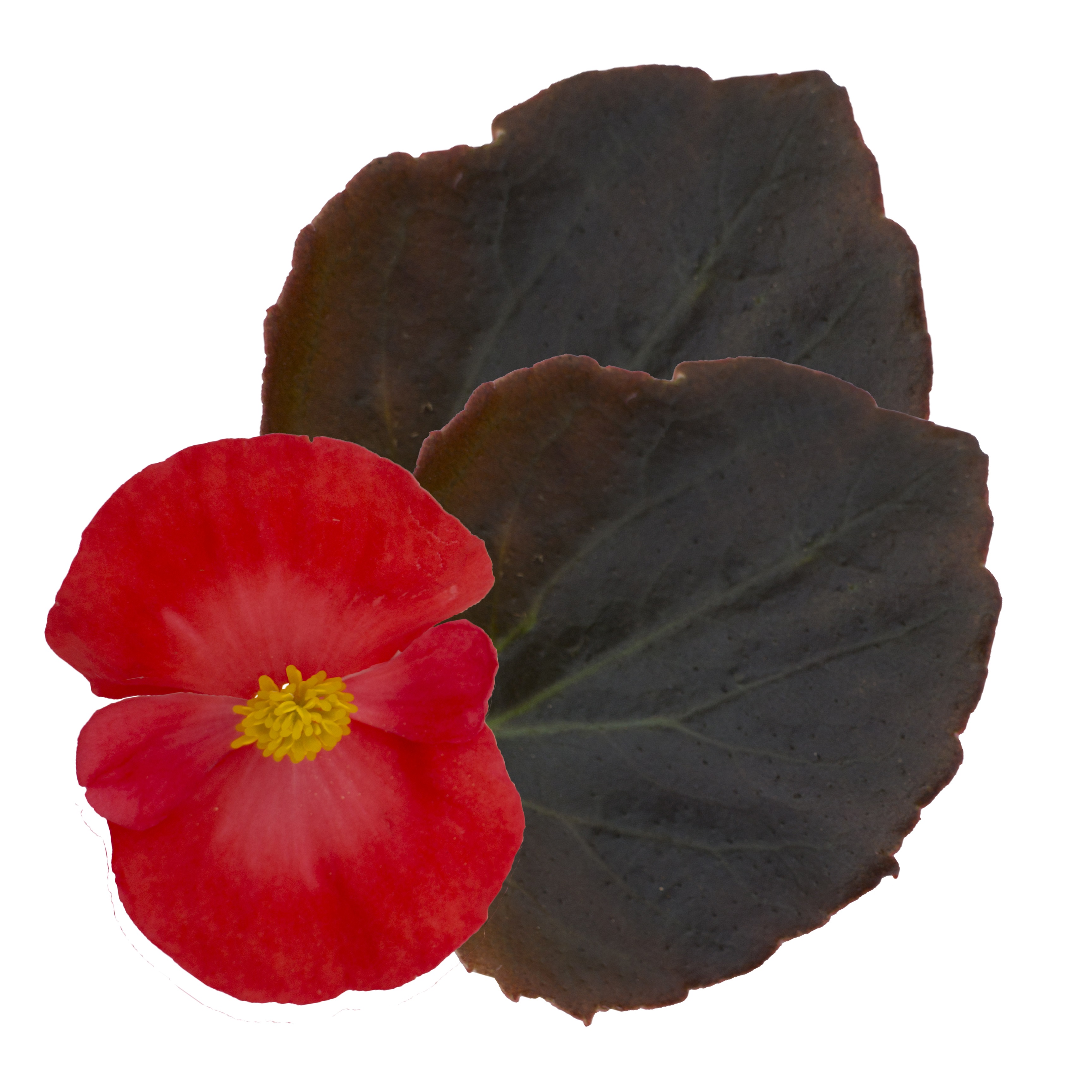 Begonia semperflorens Senator IQ Scarlet | Sēklas | Onava.lv