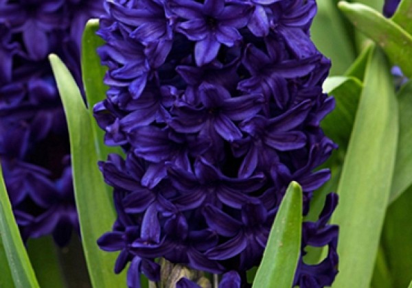 Hyacinthus orientalis Blue Trophy 15/16 | Sīpolpuķes | Onava.lv